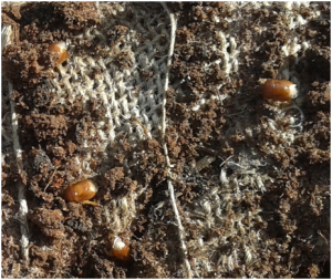 Pragas de solo do amendoim – Info Amendoim